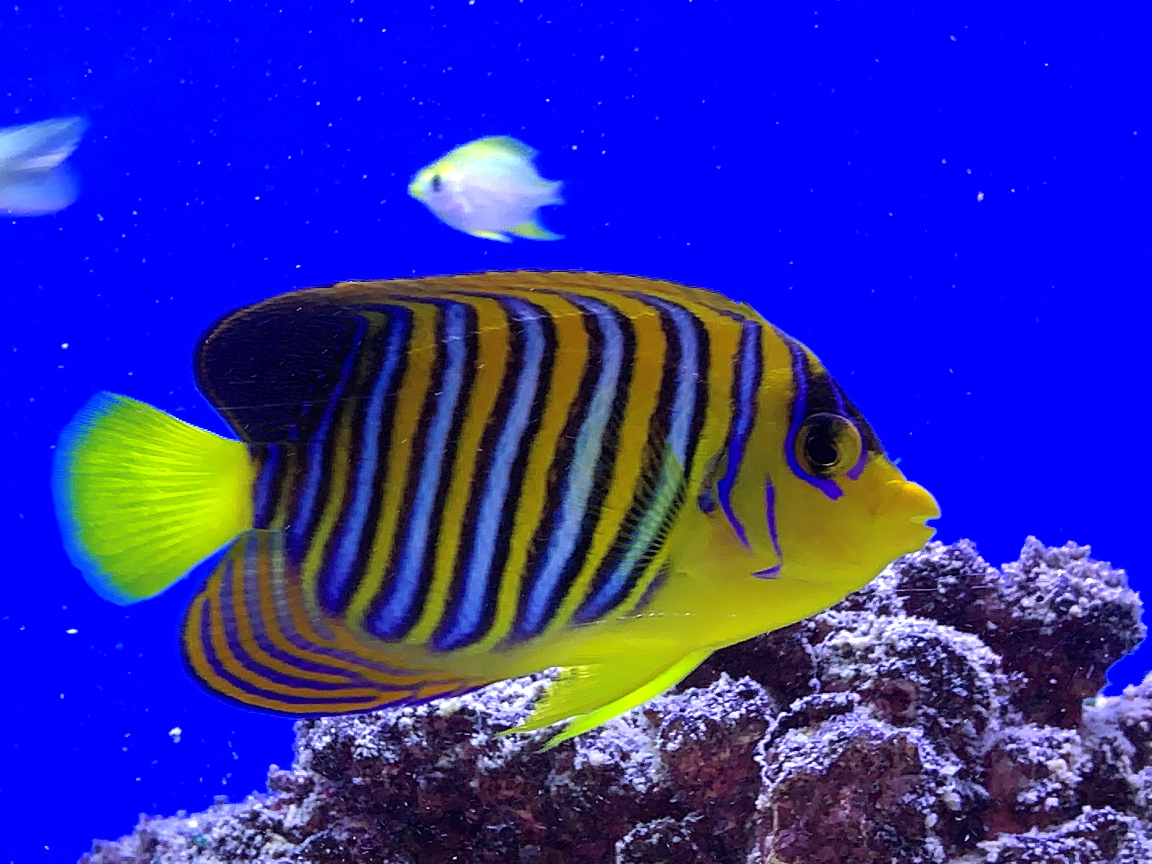 Regal Angelfish-Pygoplites diacanthus