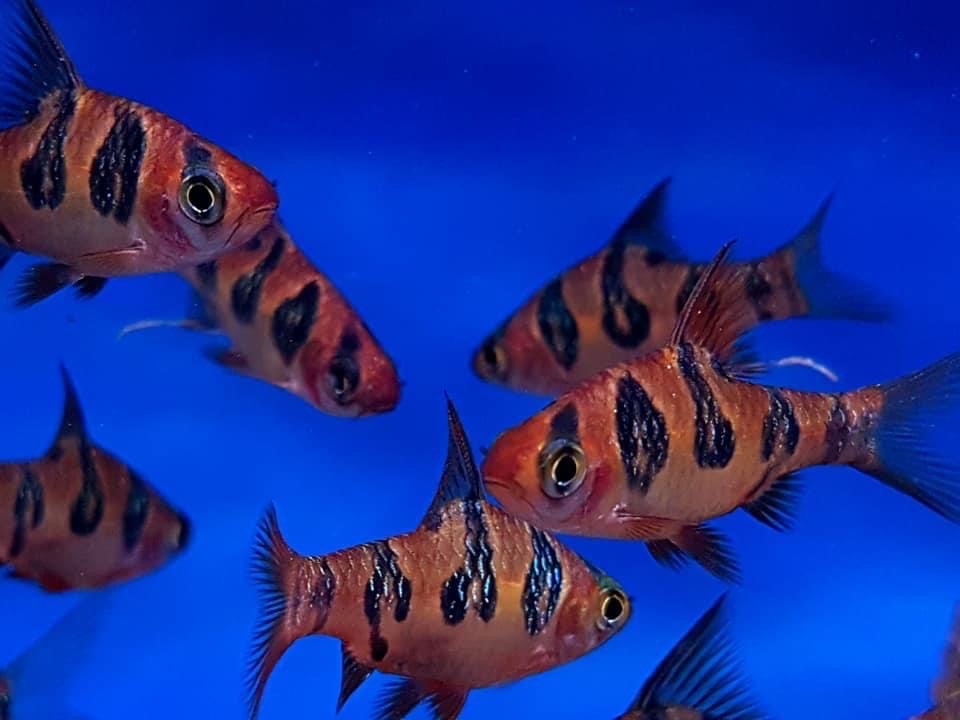 Rhombo Barb-Desmopuntius rhomboocellatus