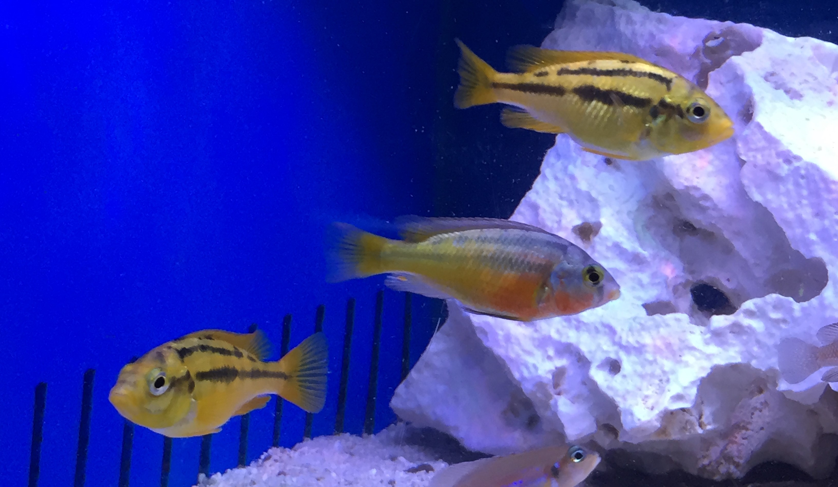 Rock Kribensis Cichlid