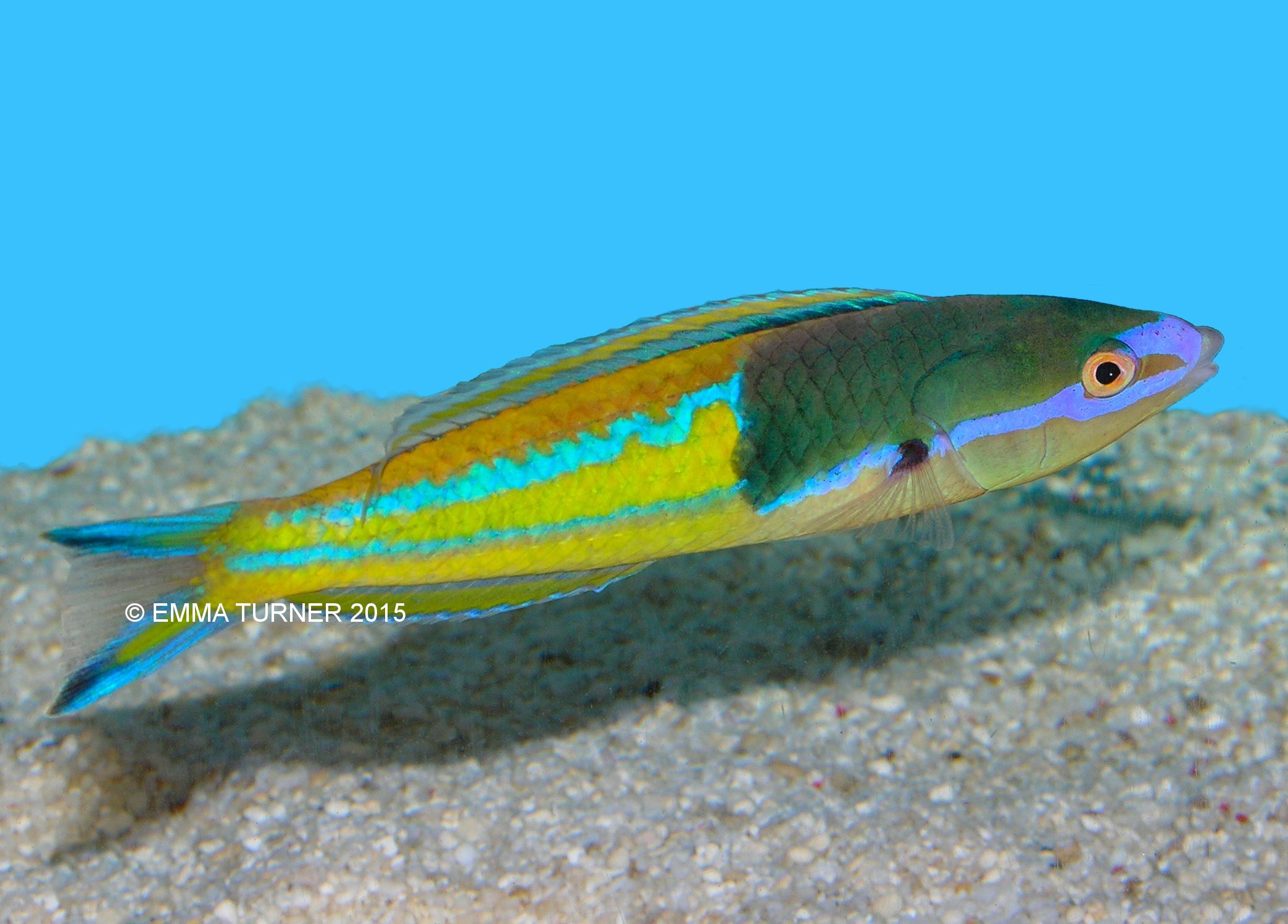 Royal Pencil Wrasse-Pseudojuloides severnsi