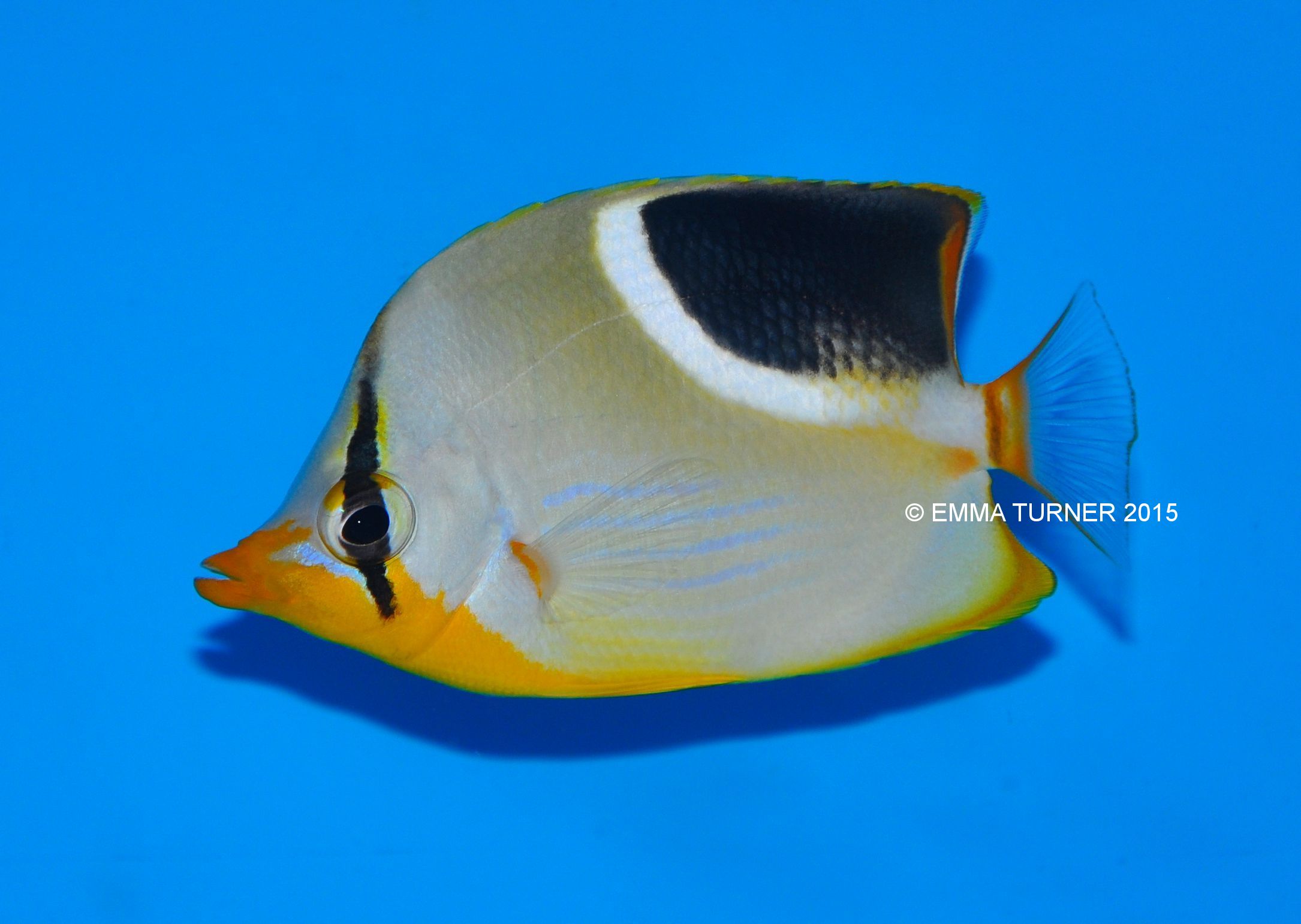 Saddleback Butterflyfish-Chaetodon ephippium