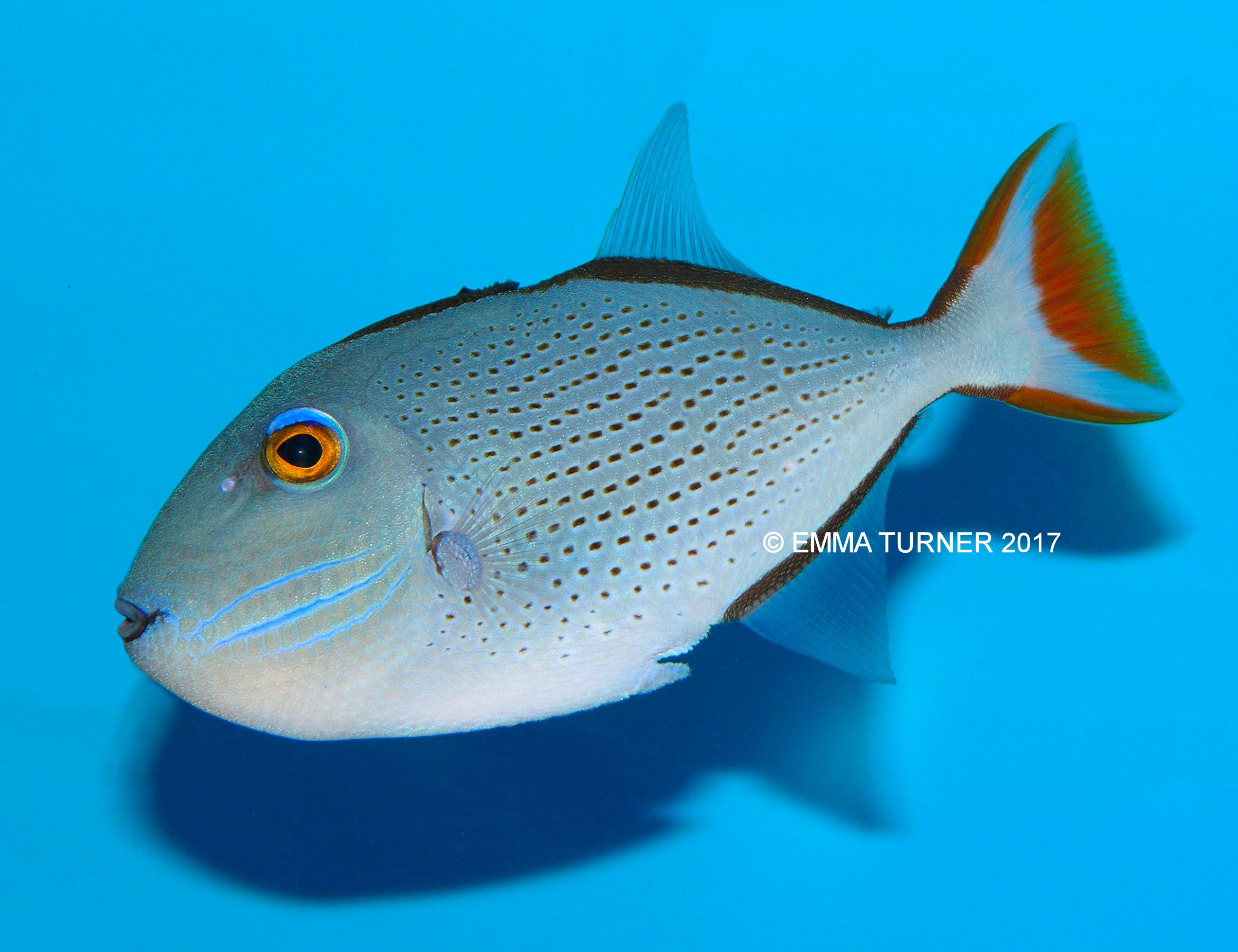 Sargassum Triggerfish