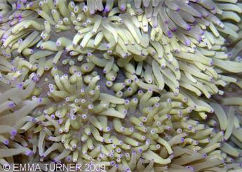 Sebae Anemone-Heteractis crispa