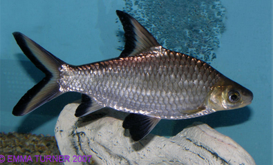 Silver Shark-Balantiocheilos melanopterus