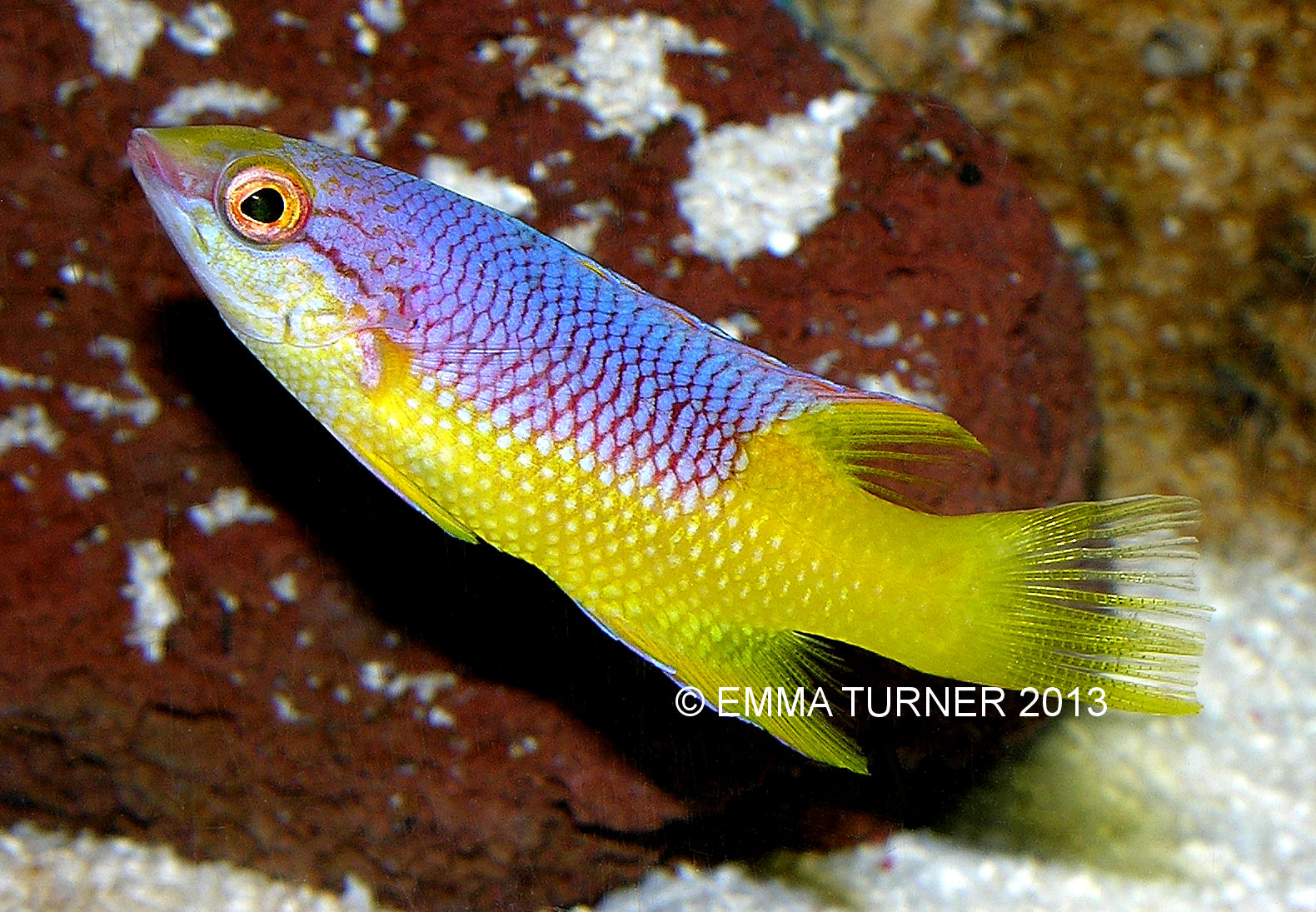 Spanish Hogfish-Bodianus rufus