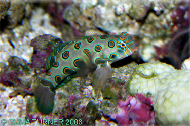 Spotted Mandarin Fish