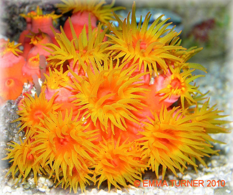 Sun Coral-Tubastraea