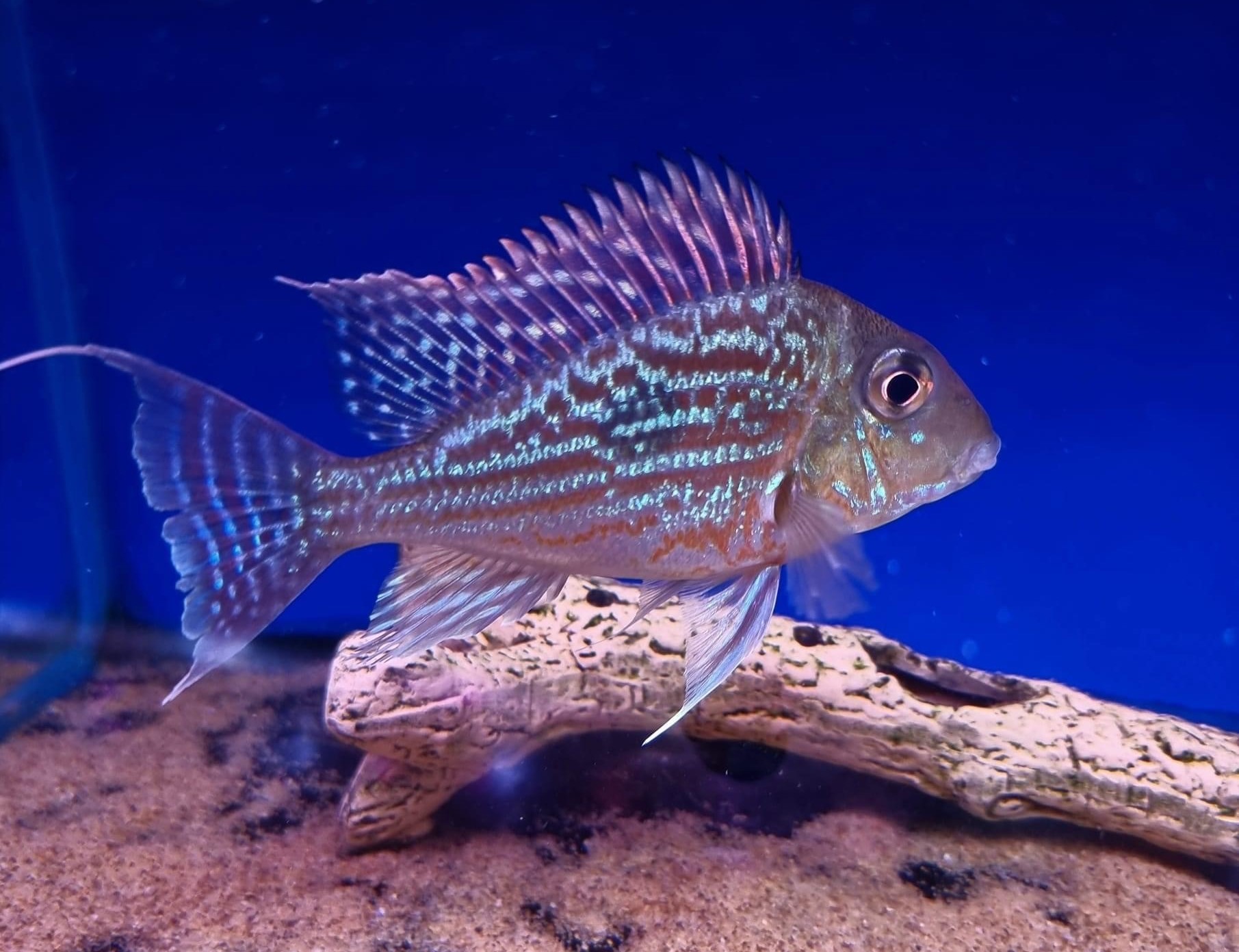 Sven's eartheater (Geophagus sveni)