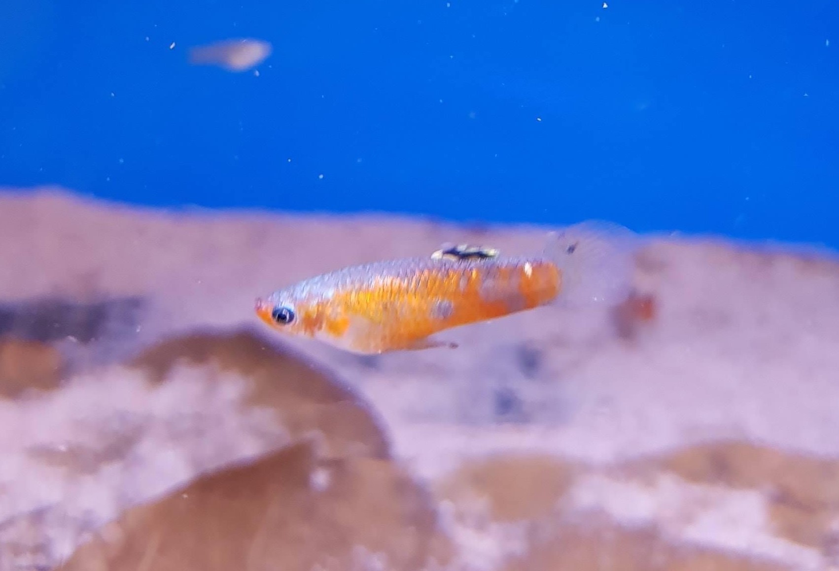 Picta Swamp Guppy-Micropoecilia picta