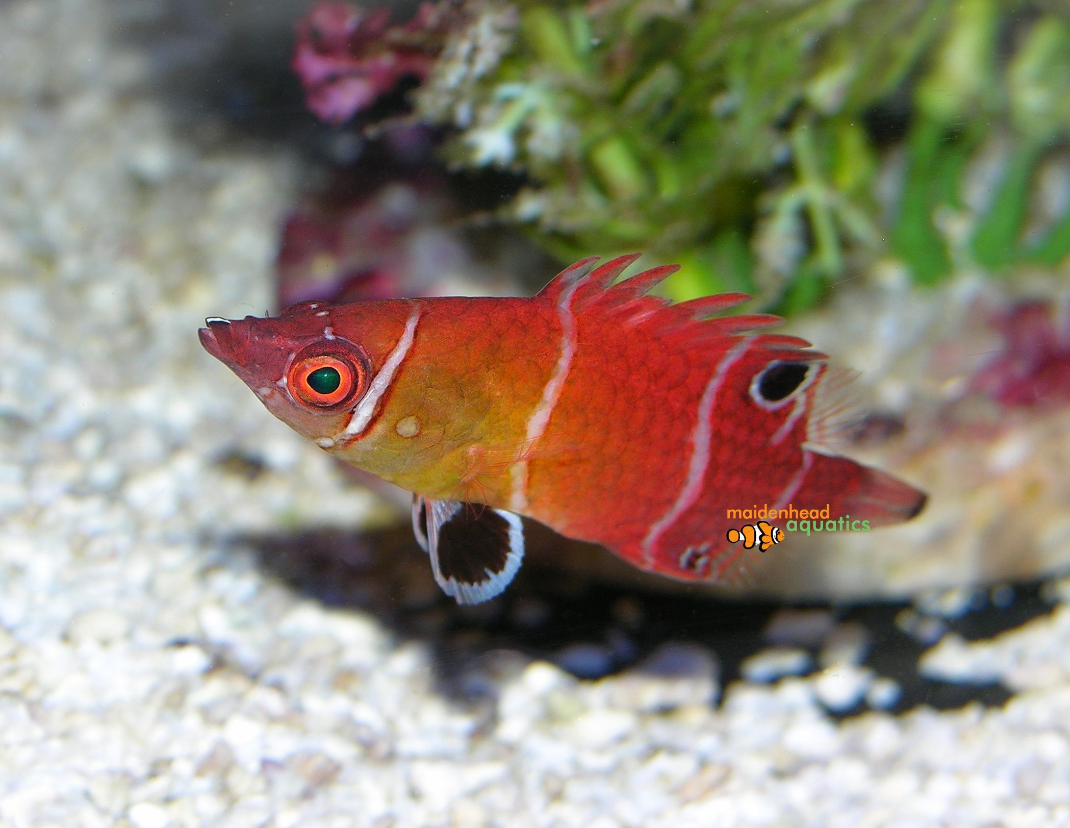 Tanaka's Possum Wrasse-Wetmorella tanakai