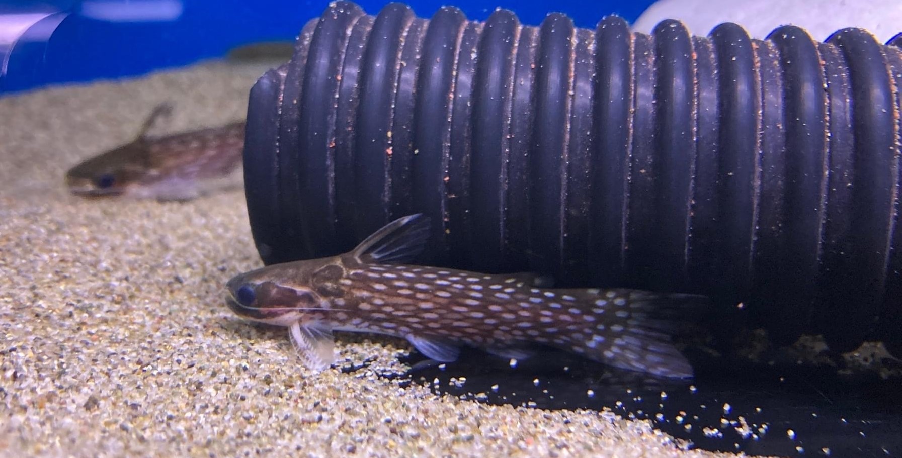 Snowflake Driftwood Catfish-Tatia intermedia