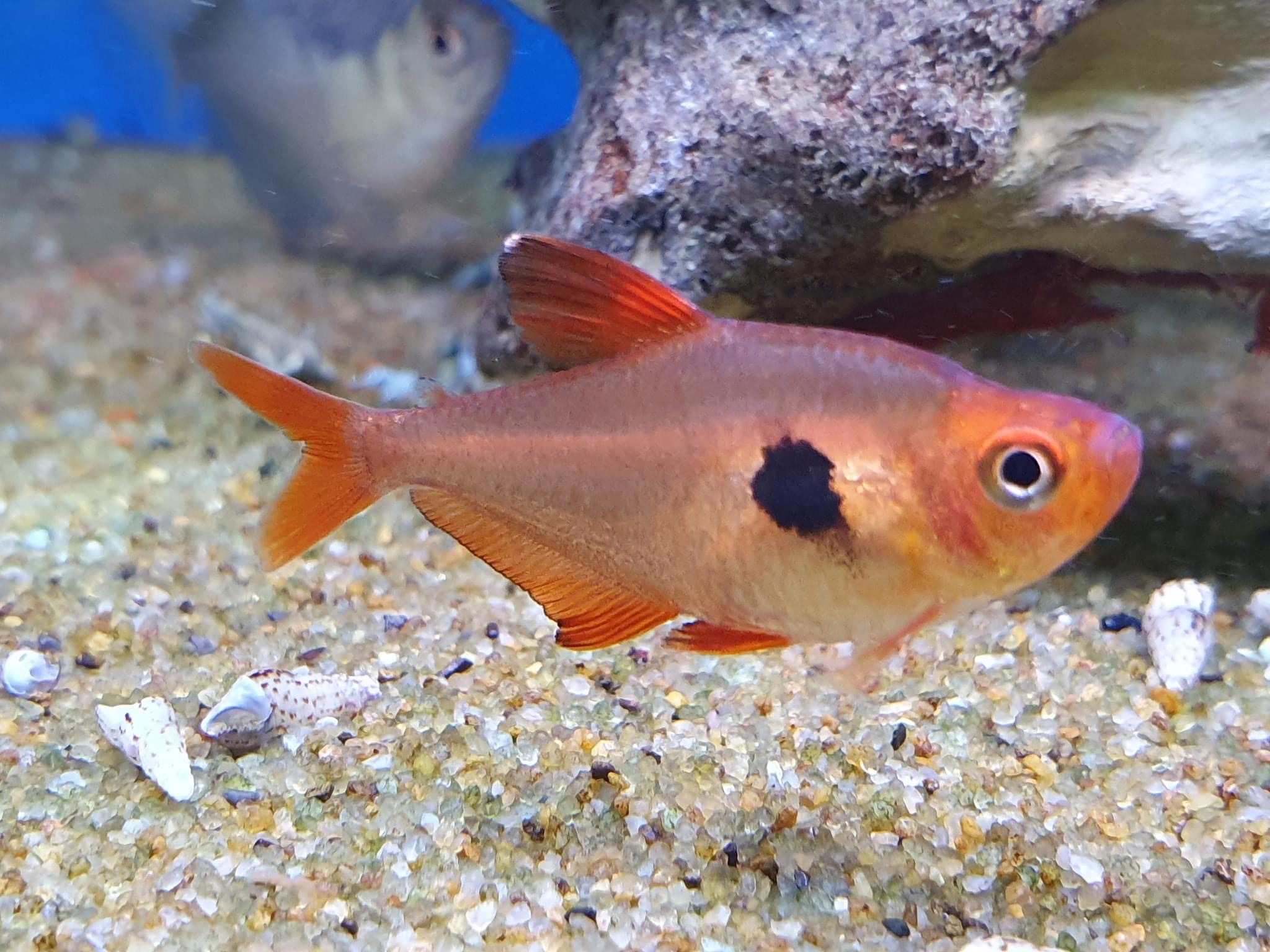 Red Phantom Tetra-Hyphessobrycon sweglesi