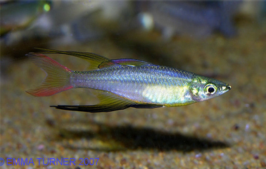 Threadfin Rainbowfish-Iriatherina werneri