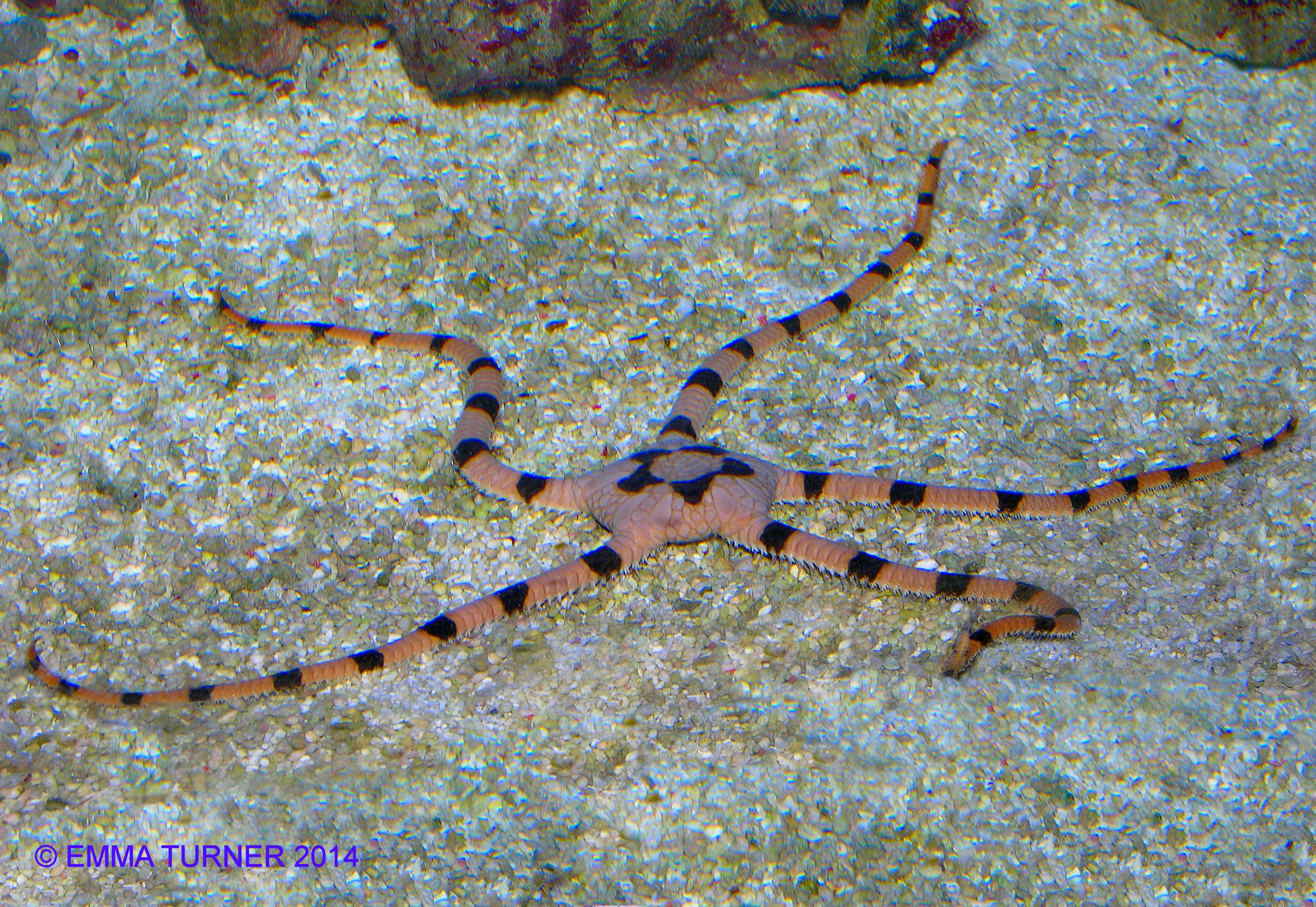 Tiger Striped Serpent Star-Ophiolepis superba