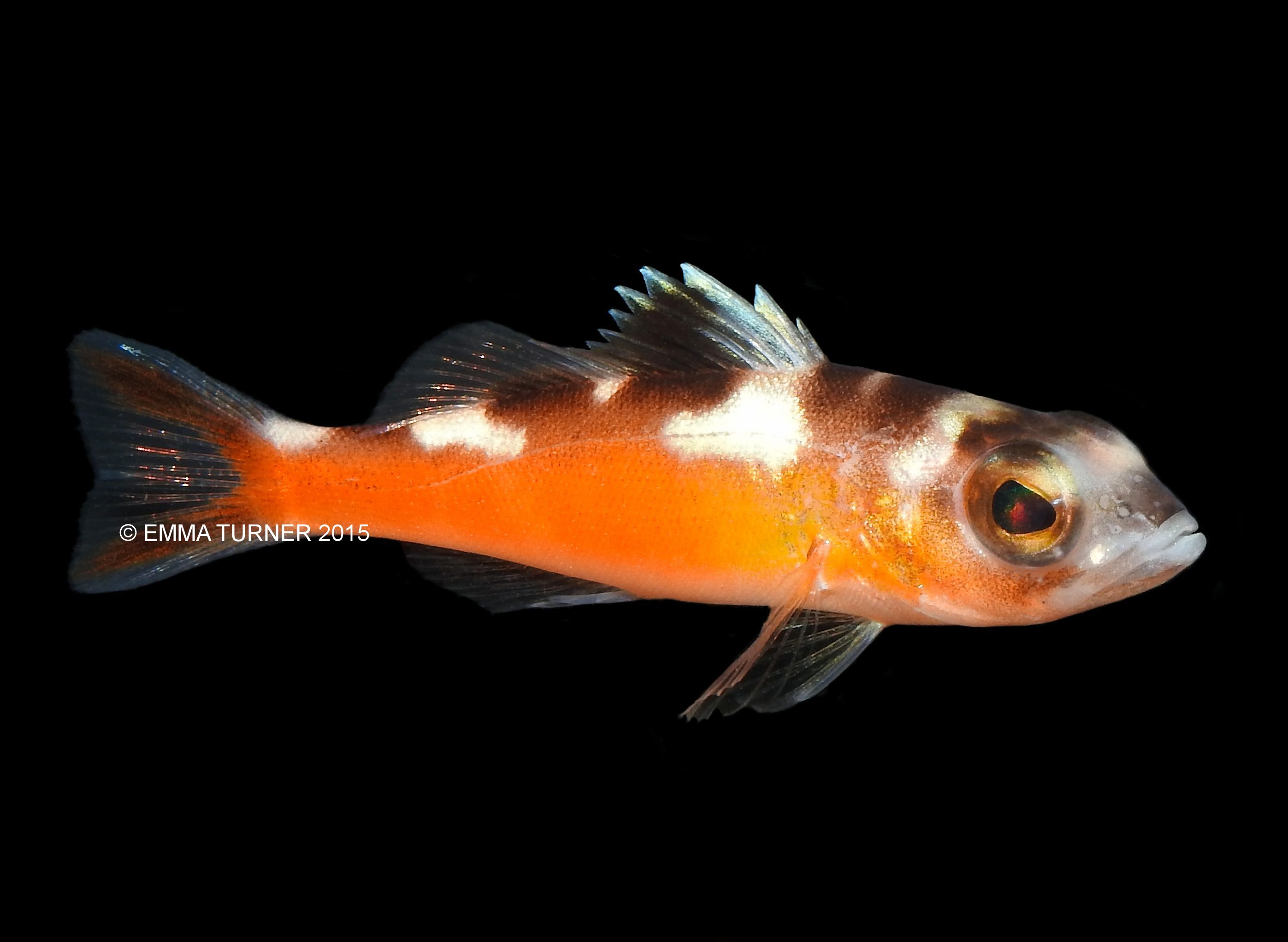Tobacco Basslet-Serranus tabacarius