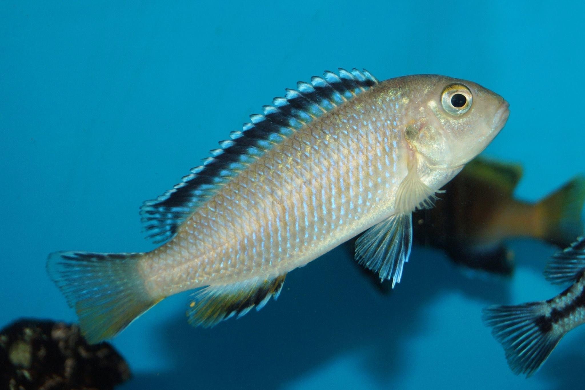 Chilumba-Tropheops chilumba