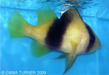 Twobanded Soapfish-Diploprion bifasciatum