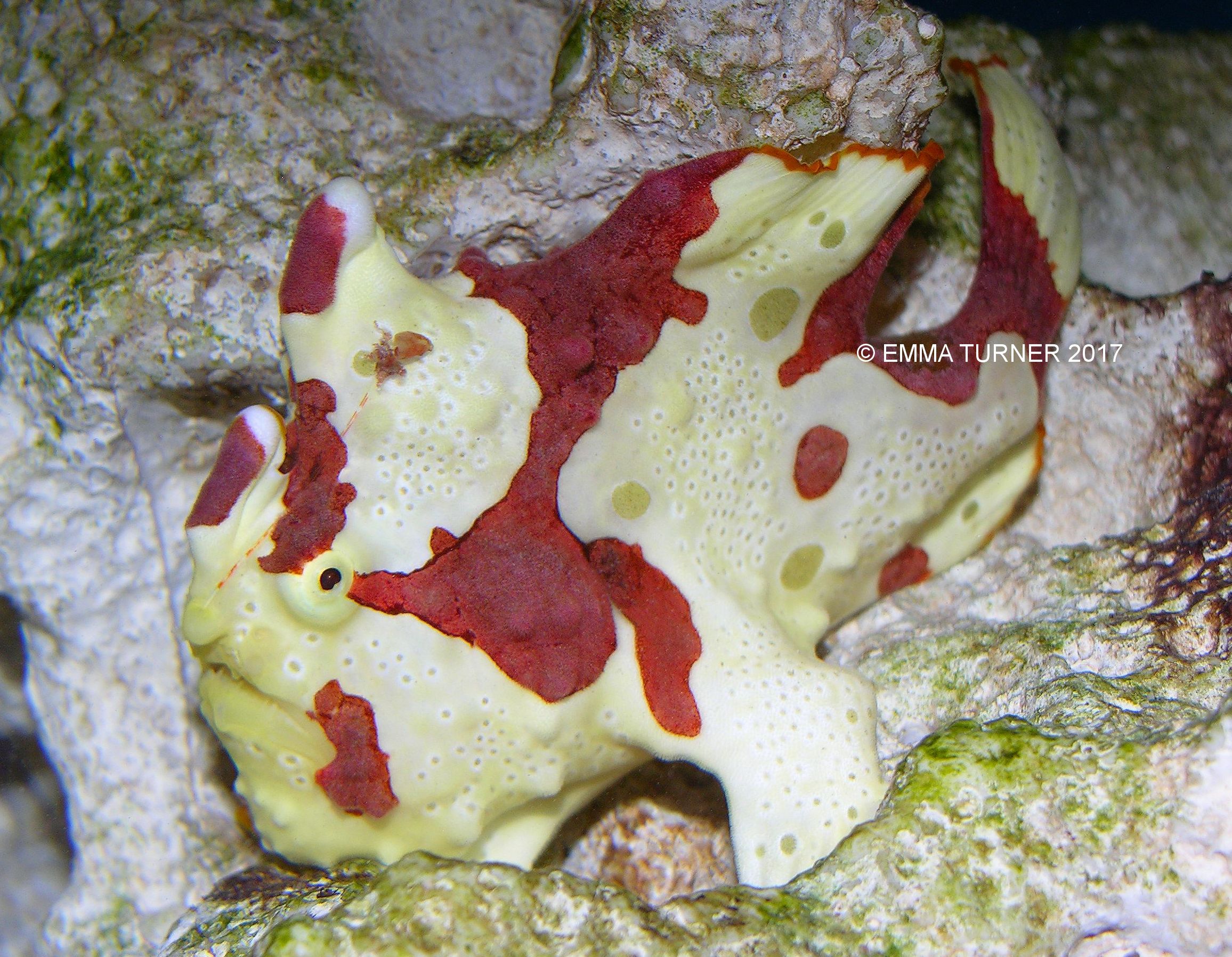 Warty Frogfish-Antennarius maculatus