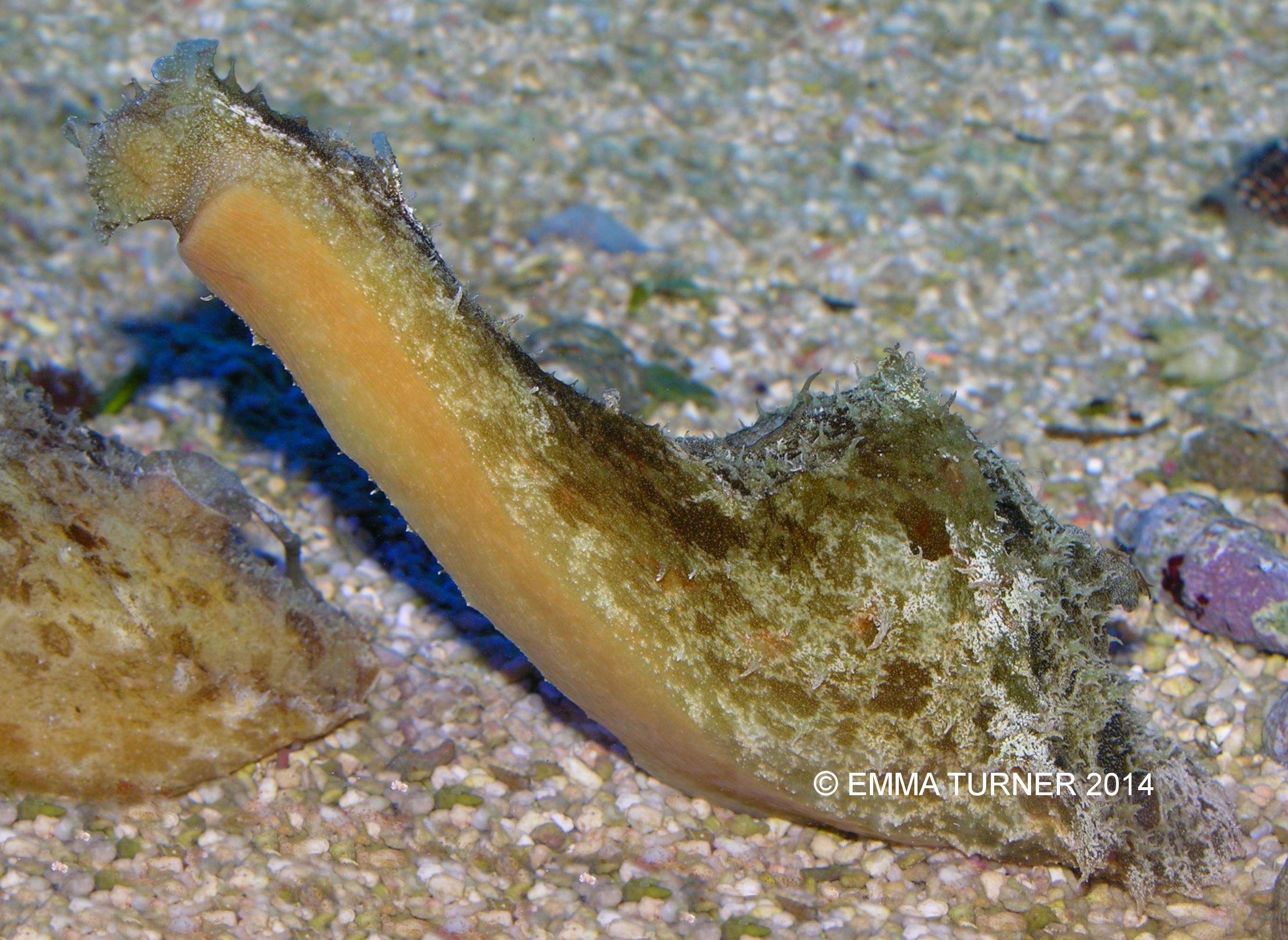 Wedge Sea Hare-Dolabella auricularia