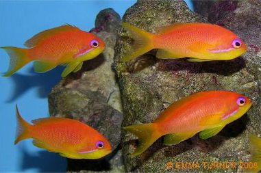 Wreck Fish-Pseudanthias squamipinnis
