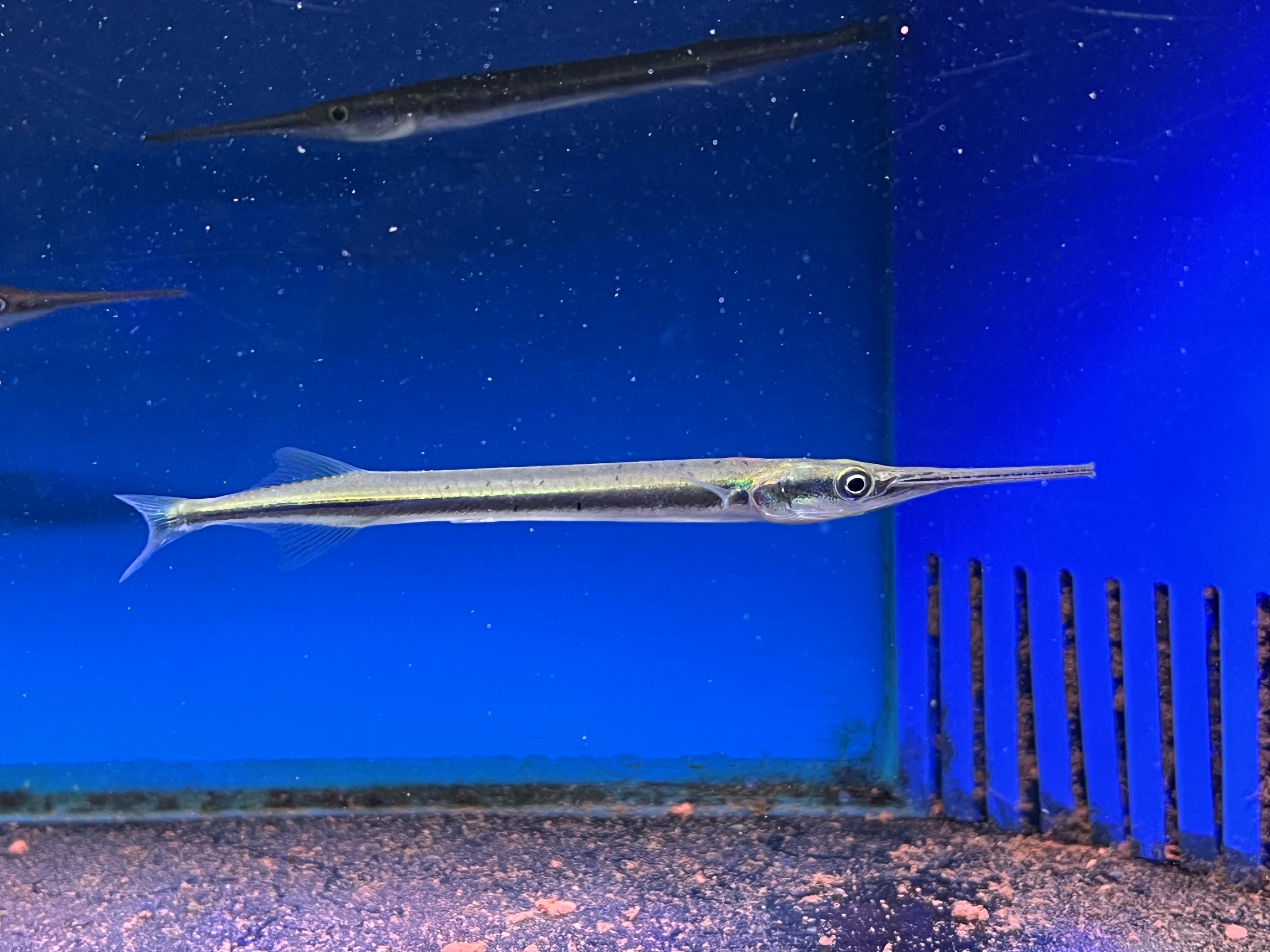 Giant Halfbeak-Xenentodon cancila