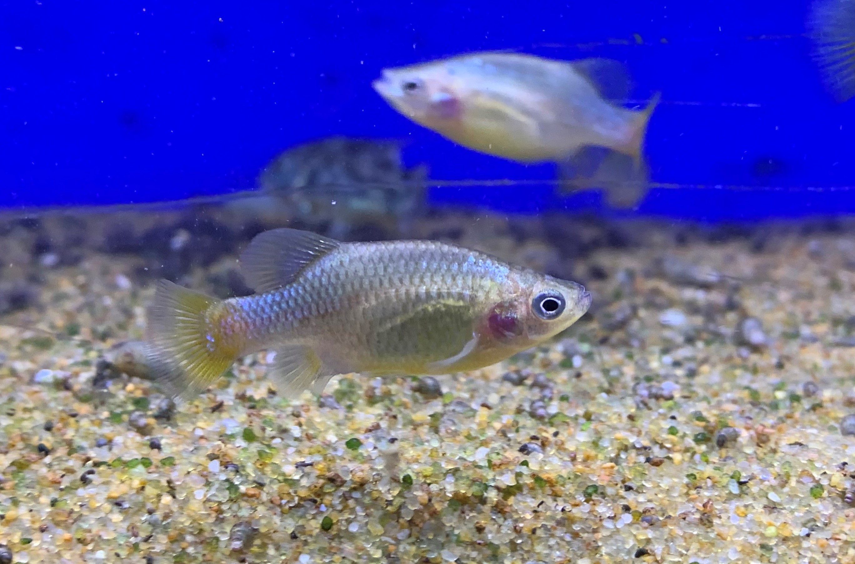 Red-tailed Goodeid-Xenotoca eiseni