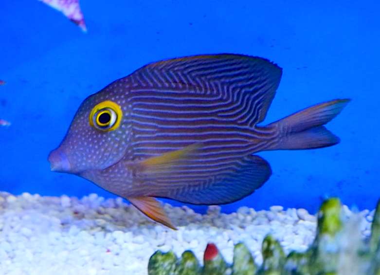 Kole Yellow Eye Fish