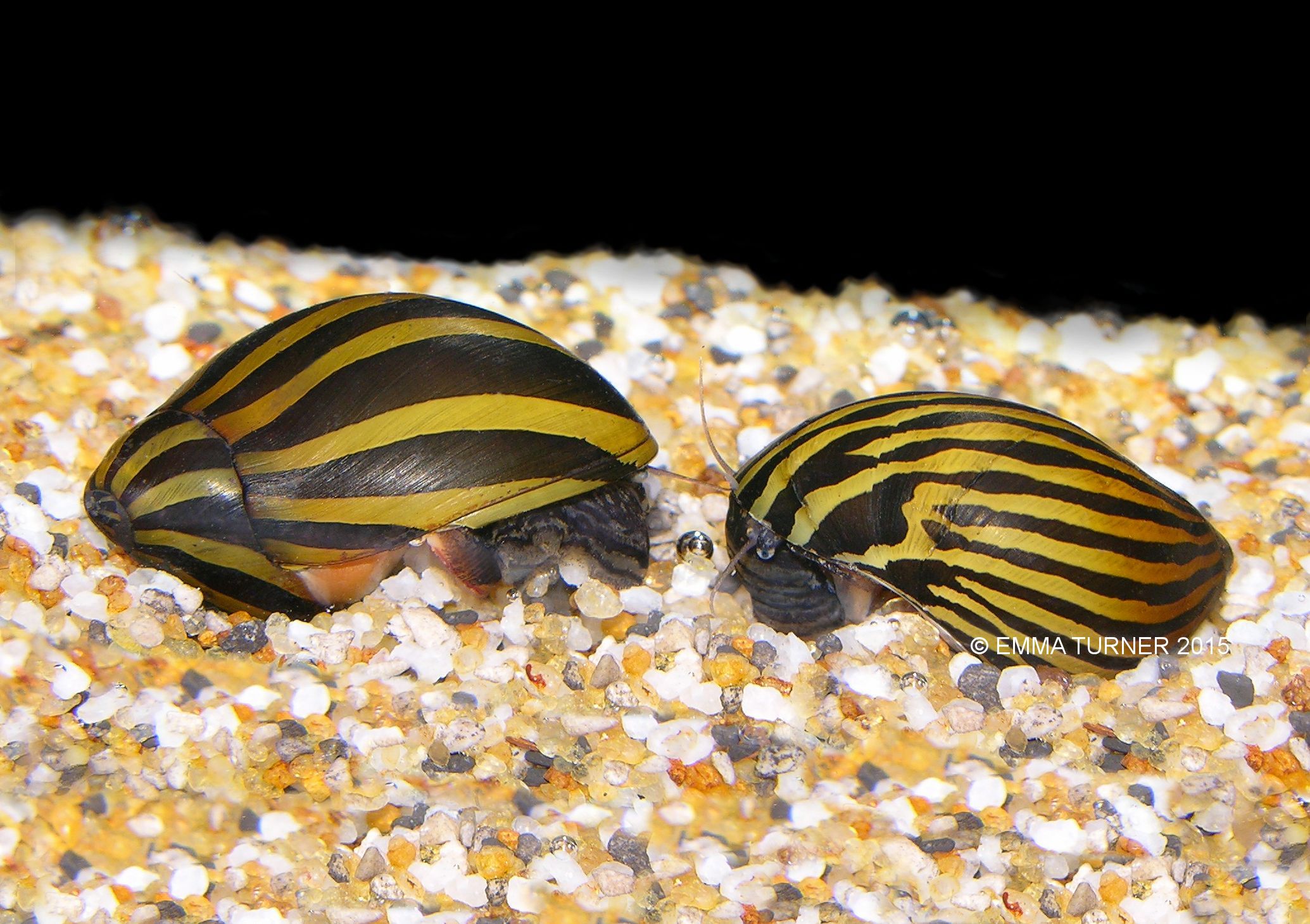 Zebra Snails Freshwater