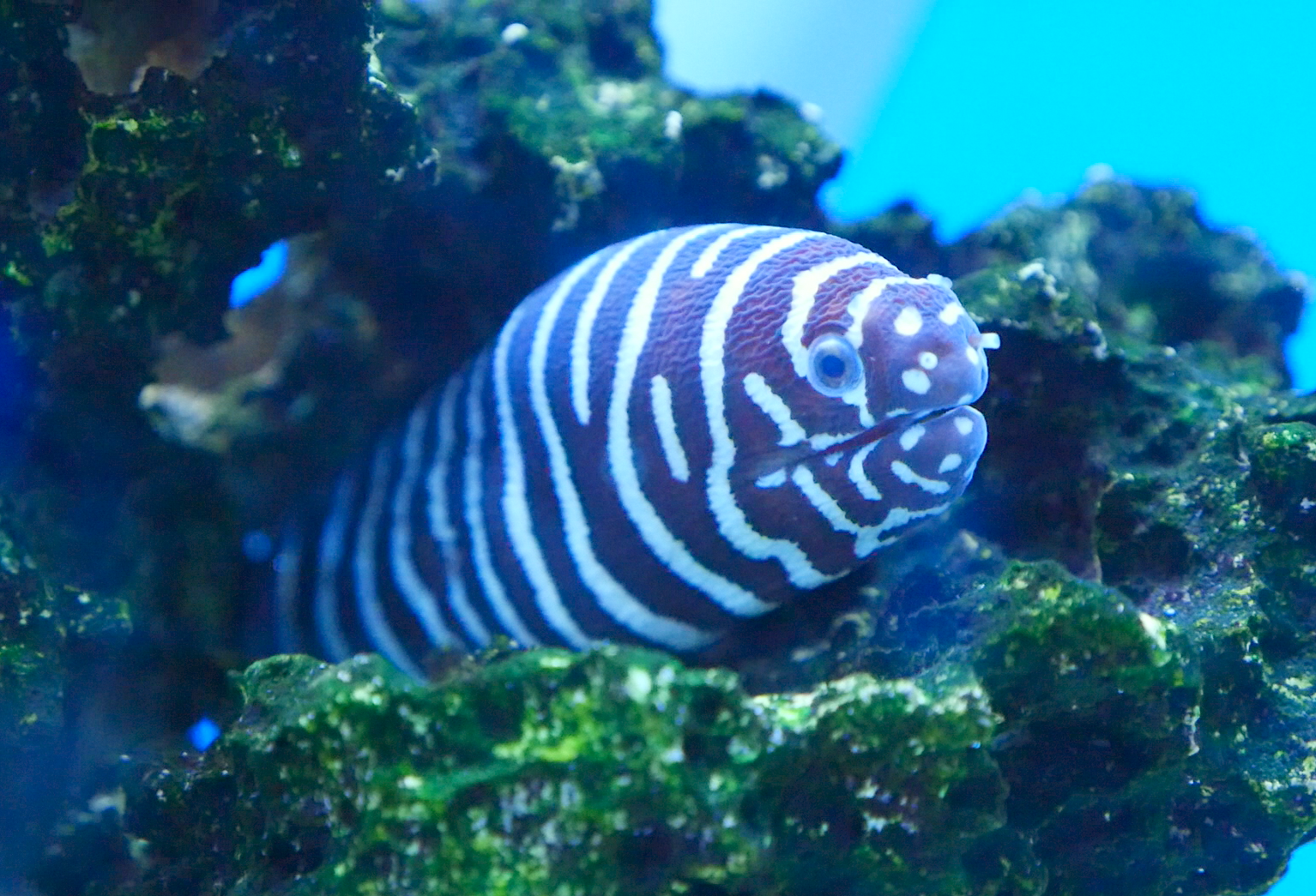 Zebra Eel-Gymnomuraena zebra