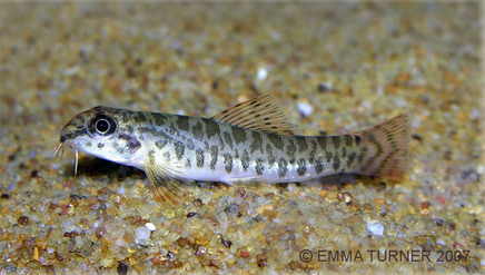 Zipper Loach-Acanthocobitis botia
