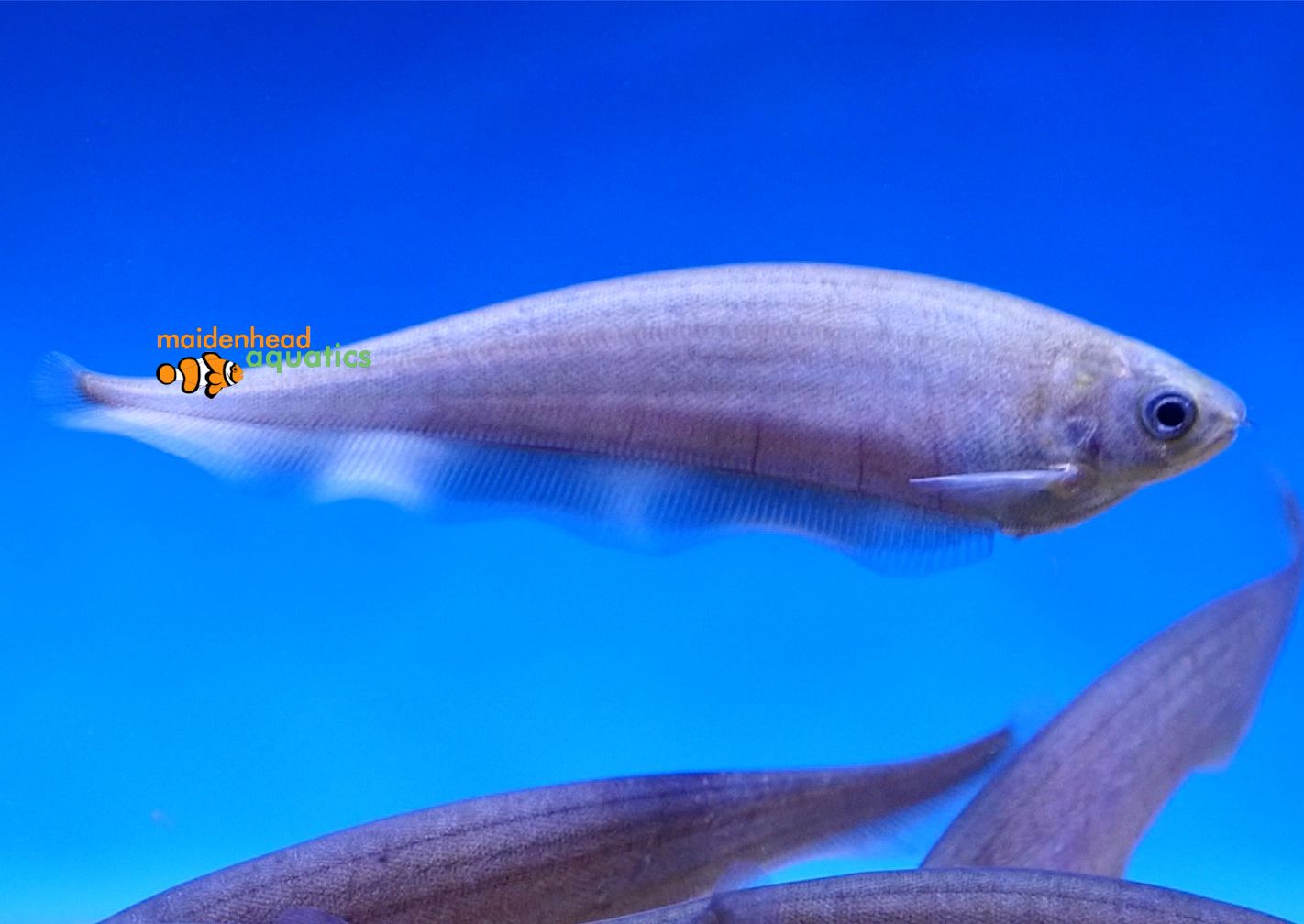 African Brown Knife Fish