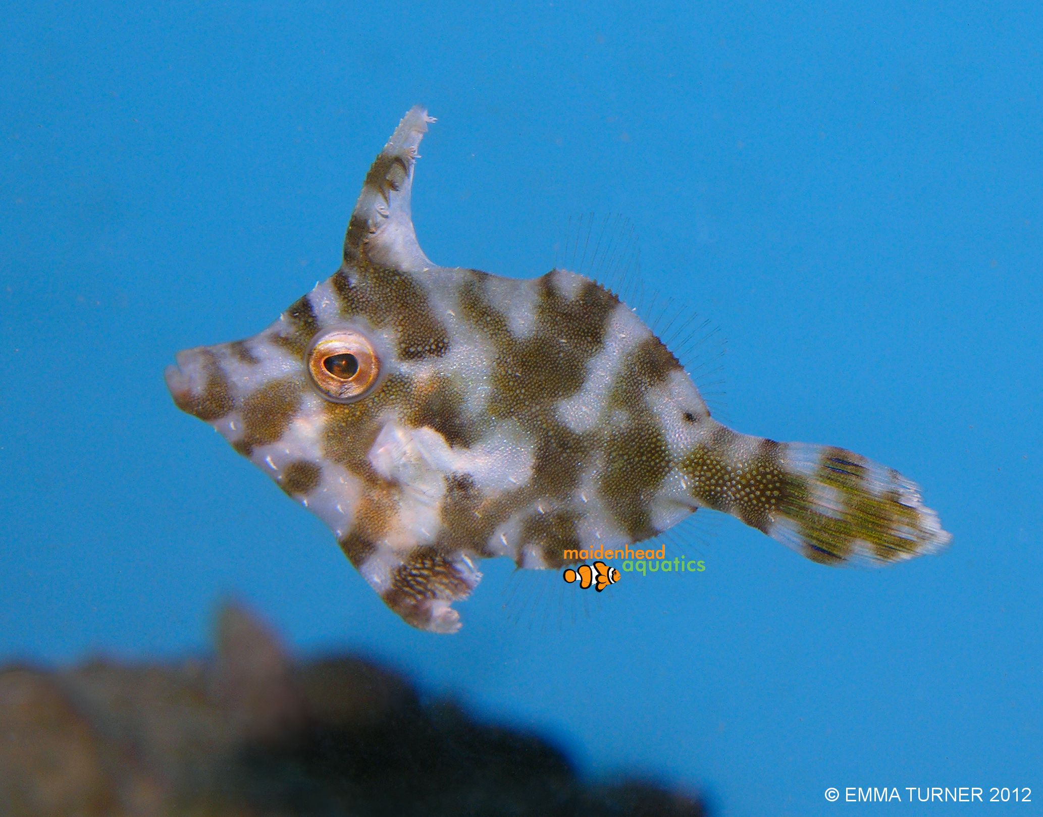 Aiptasia-eating Filefish-Acreichthys tomentosus