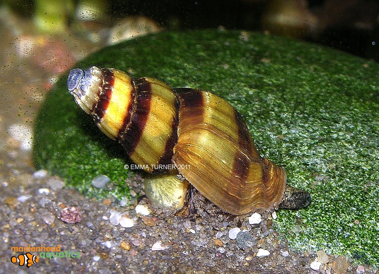 Assassin Snail-Clea helena