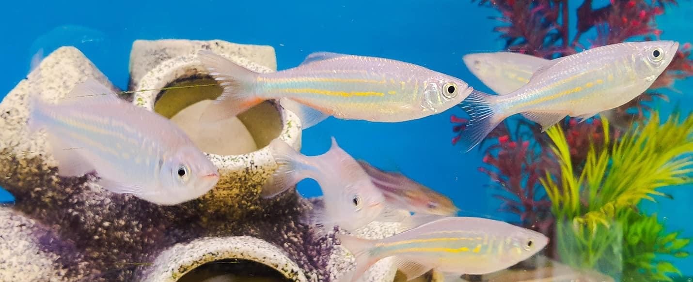 Giant Danio-Devario malabaricus