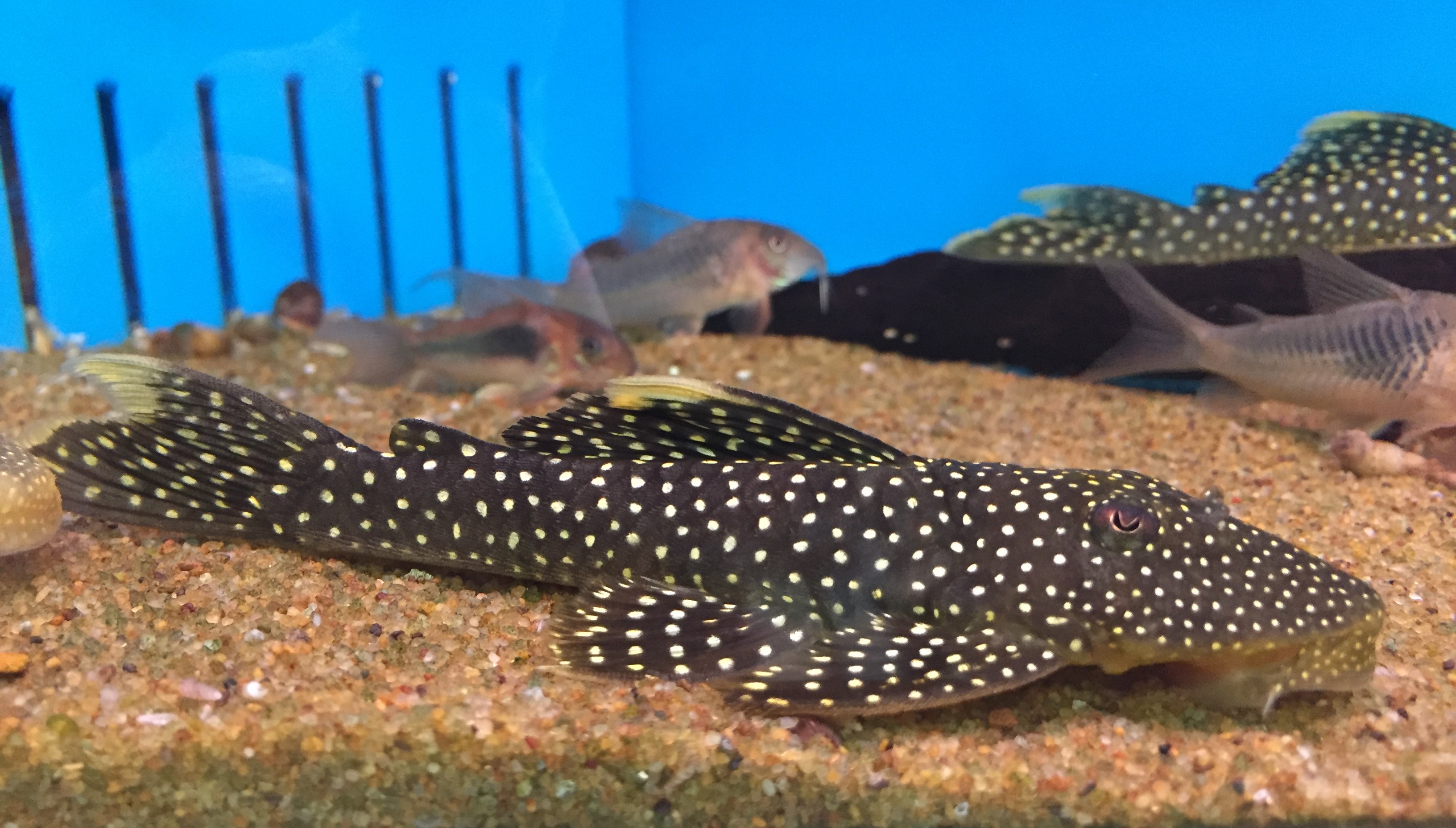 White Seam Pleco