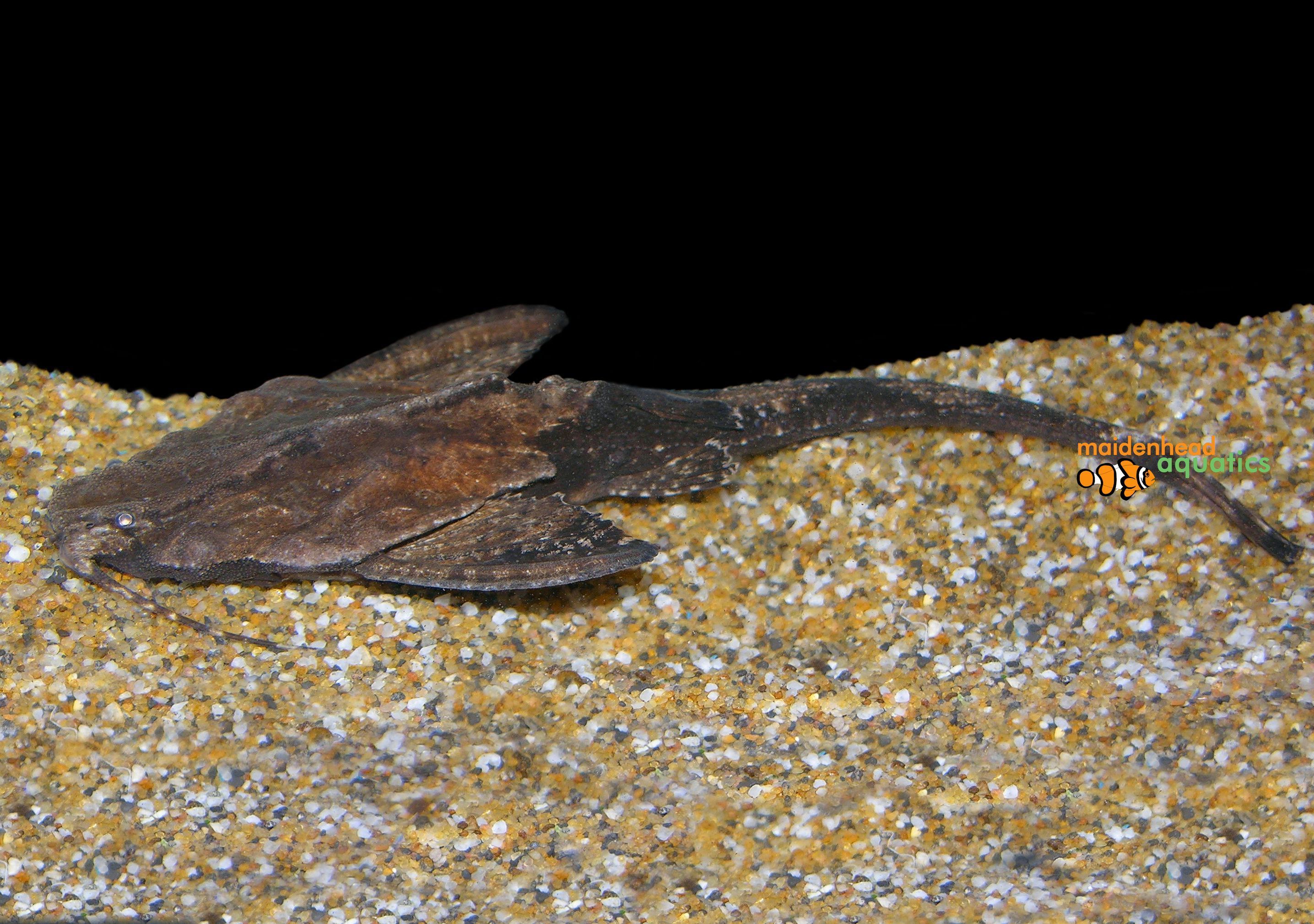 Banjo Catfish-Bunocephalus coracoideus