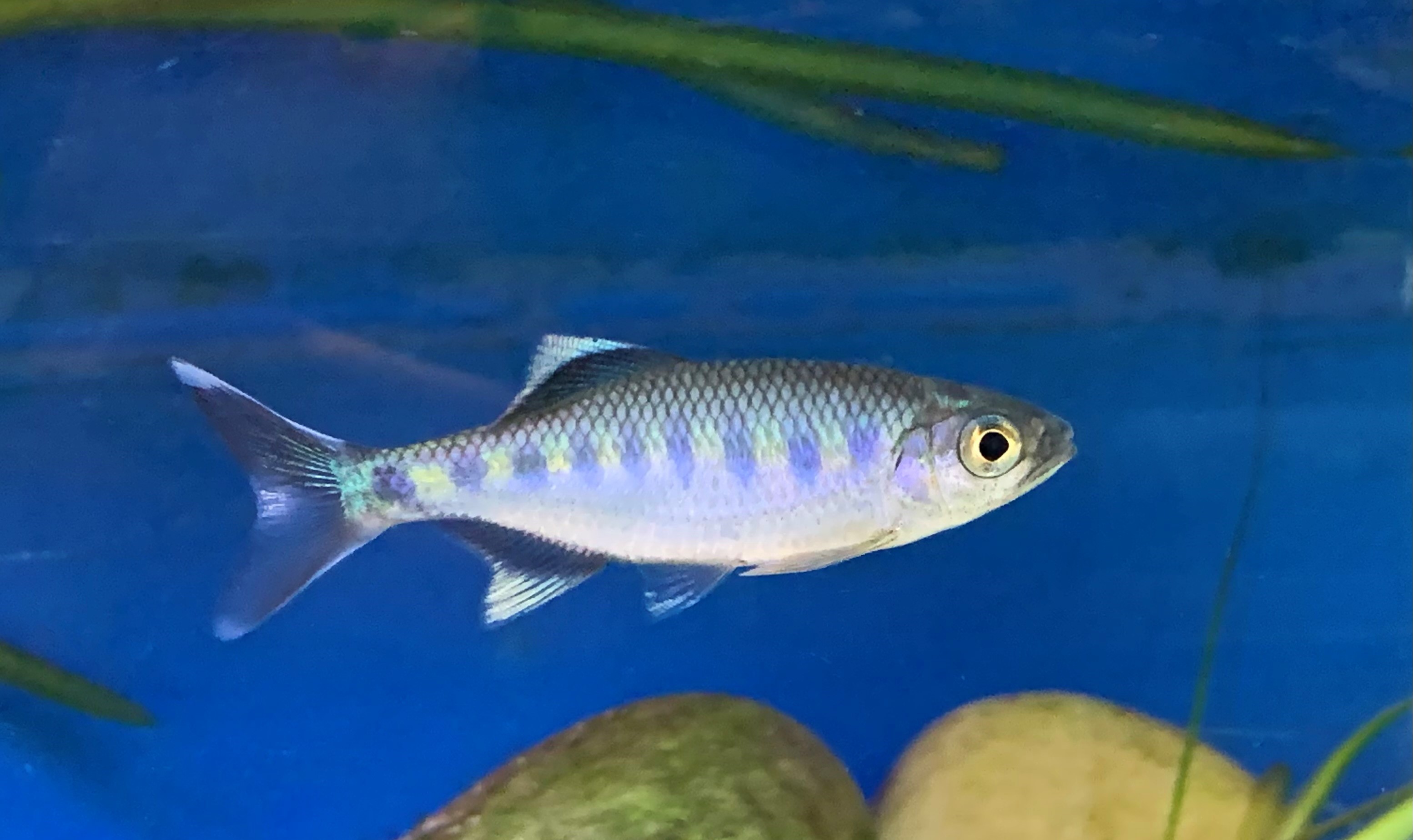 Blue Spotted Hill Trout - Opsarius bakeri