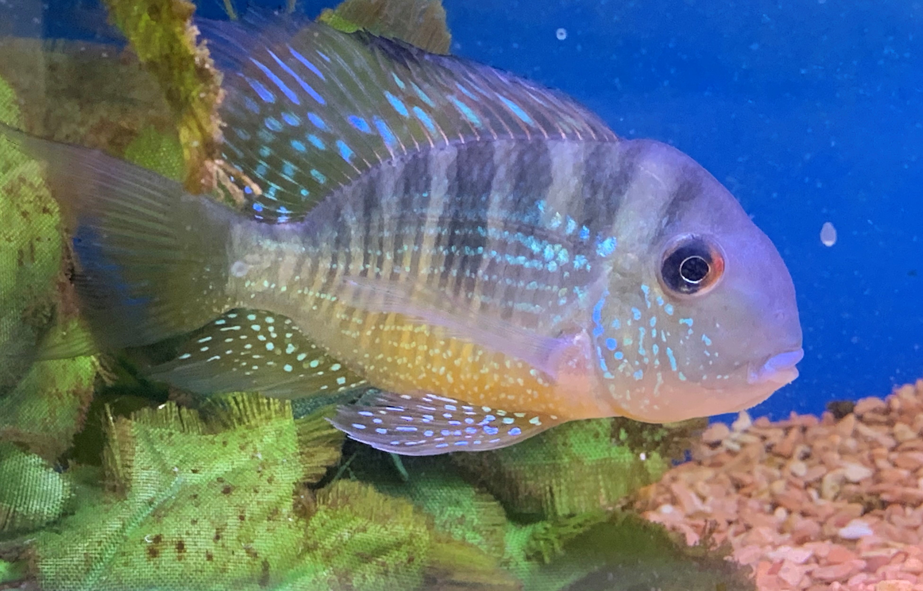 Paraguay Eartheater-Gymnogeophagus balzanii