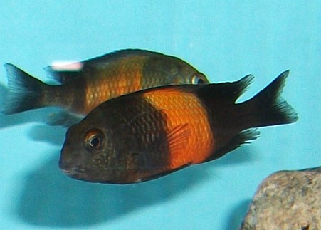 Tropheus bemba orange