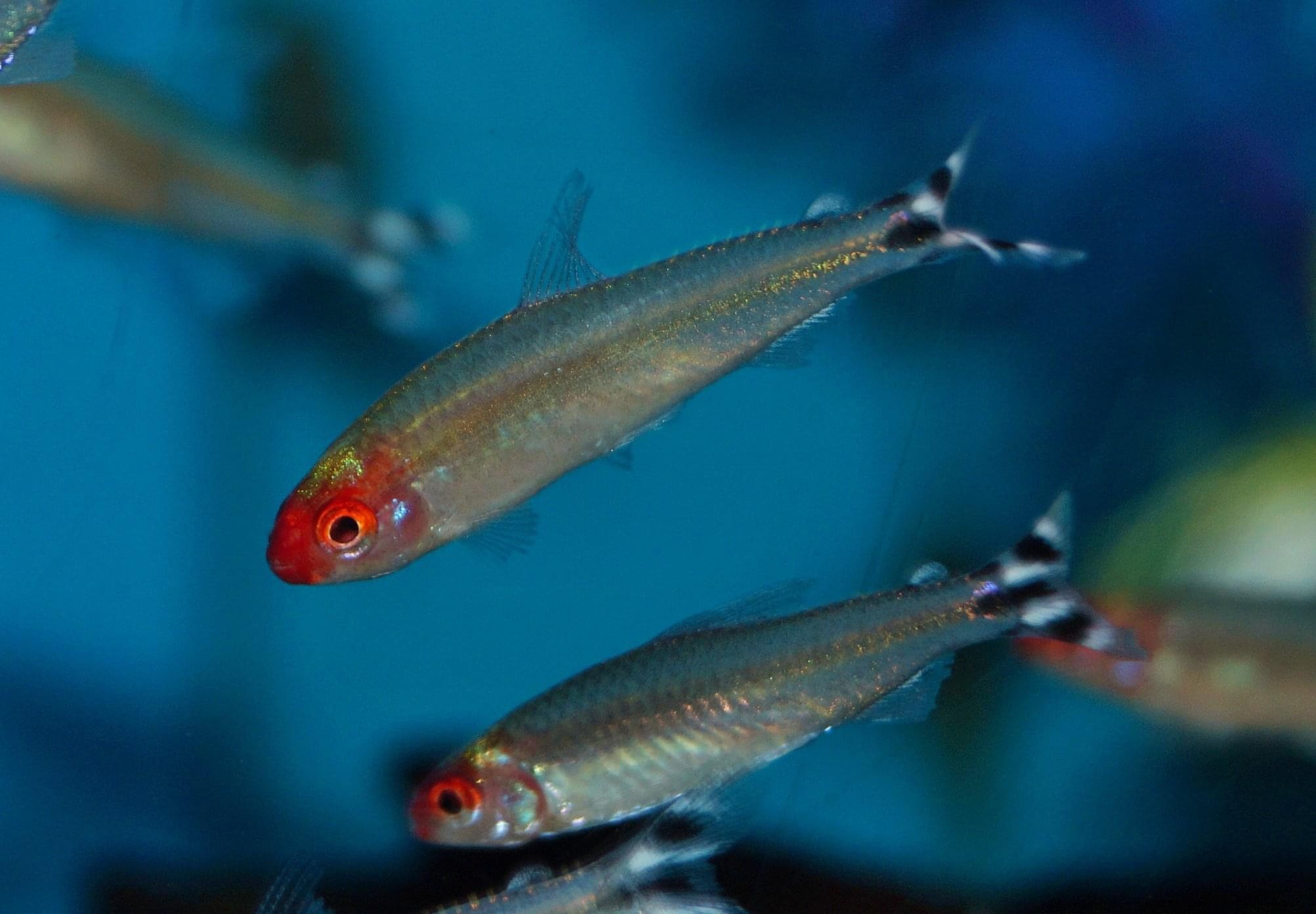 Rummynose Tetra-Petitella bleheri