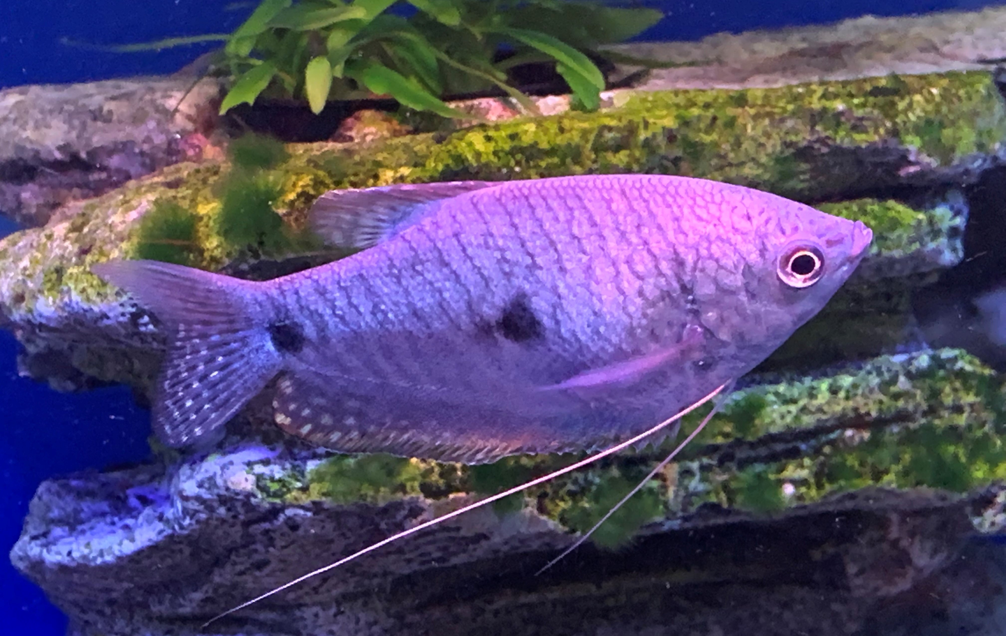 Lavender Gourami