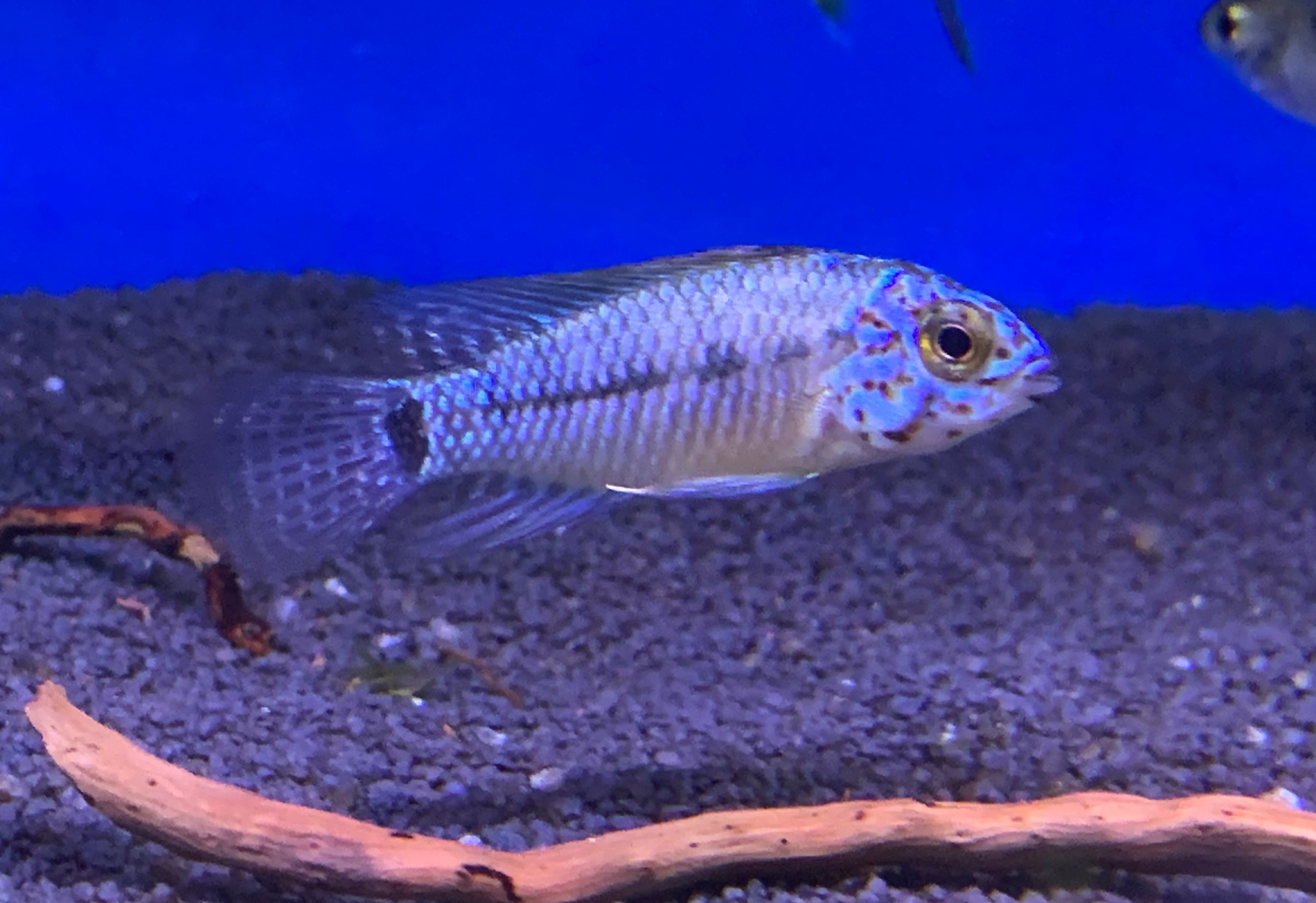 Blue Steel dwarf cichlid - Apistogramma sp. 'Steel Blue'