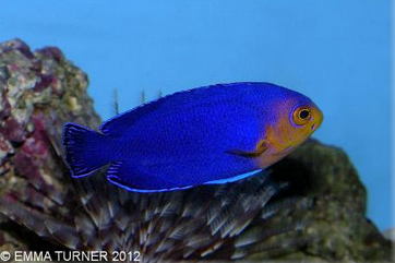 Cherub Angelfish-Centropyge argi
