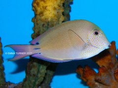 Tangs & Rabbitfishes