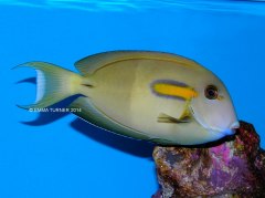 Tangs & Rabbitfishes