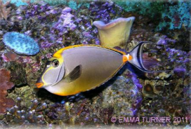 Tangs & Rabbitfishes