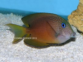 Tangs & Rabbitfishes