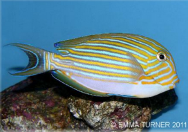 Tangs & Rabbitfishes