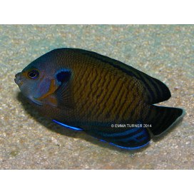 Angelfish & Dwarf Angelfish