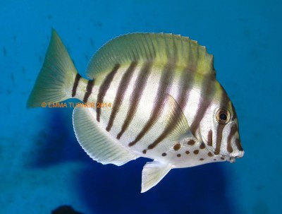 Tangs & Rabbitfishes